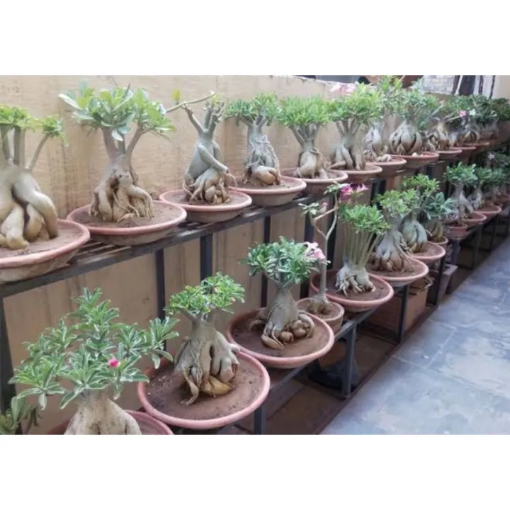 POHON BONSAI ADENIUM ARABICUM OBESUM-bibit tanaman | Lazada Indonesia
