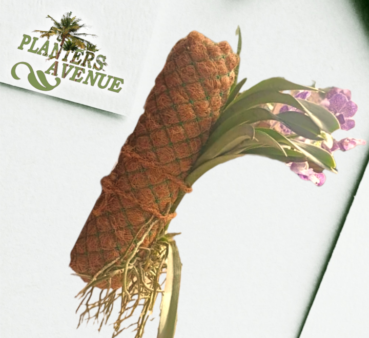 STORE FLASH SALE Coco Wattles 40cm All WITH FREE 2 METERS COCO ROPES ...