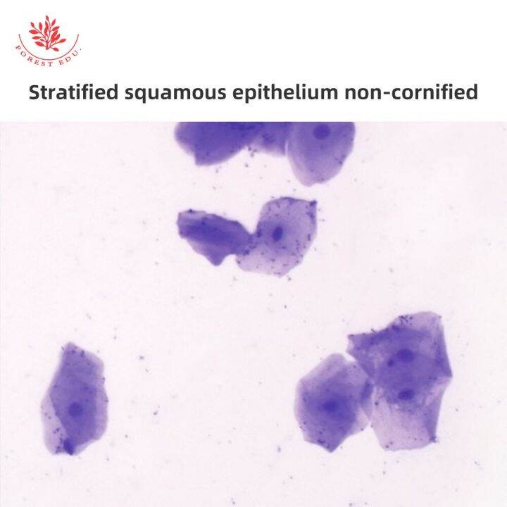 Histological Prepared Slides Human Digestive System Lab Specimens Large ...