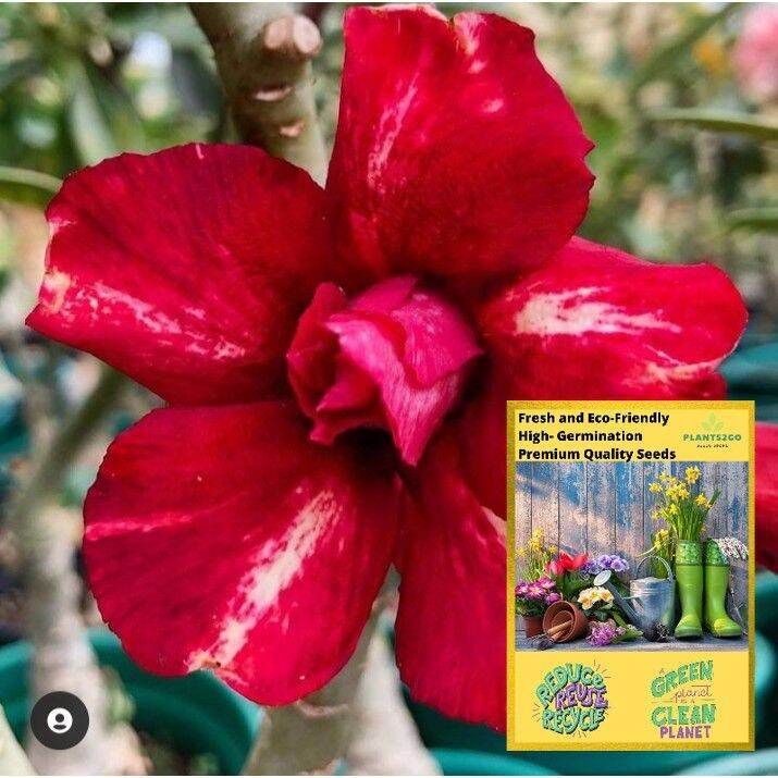 Adenium Seeds Crimson Red V20 -High germination Flower Plant seeds for ...