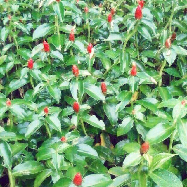 ready bos Tanaman Pacing Pentul Tanaman Bunga Pacing Tanaman Pacing ...