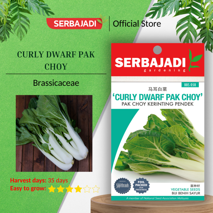 Serbajadi Vegetable Seed Curly Dwarf Pak Choy | Leafy Vegetable | Green ...