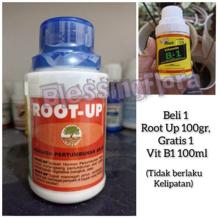 Root Up Penumbuh Akar/ZPT 100gr (BELI 1 ROOT UP 100GR, GRATIS 1 B1 ...