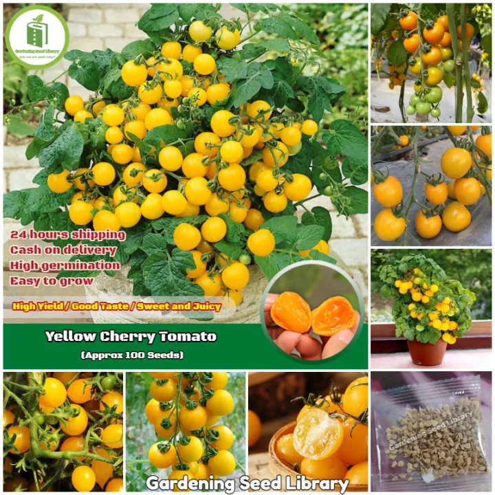 [Easy To Grow] Binhi ng mga gulay Yellow Cherry Tomato Seeds for ...