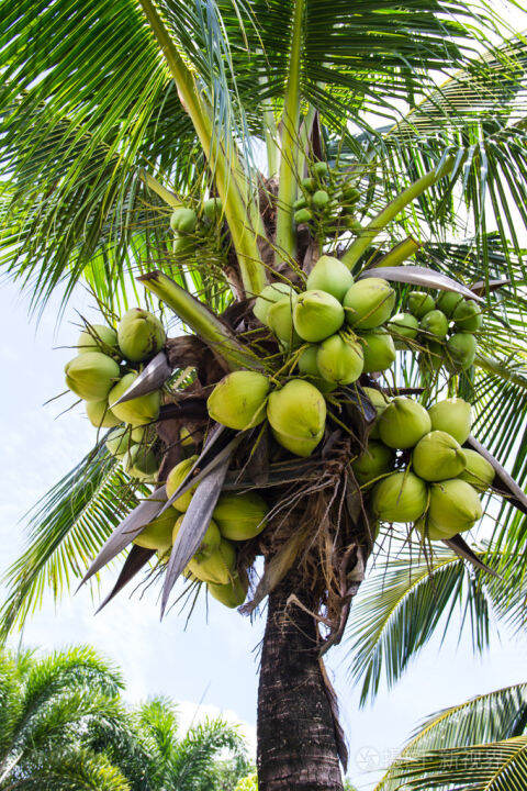 coconut tree seeds beach juicy delicious fruit garden yard bonsai ...