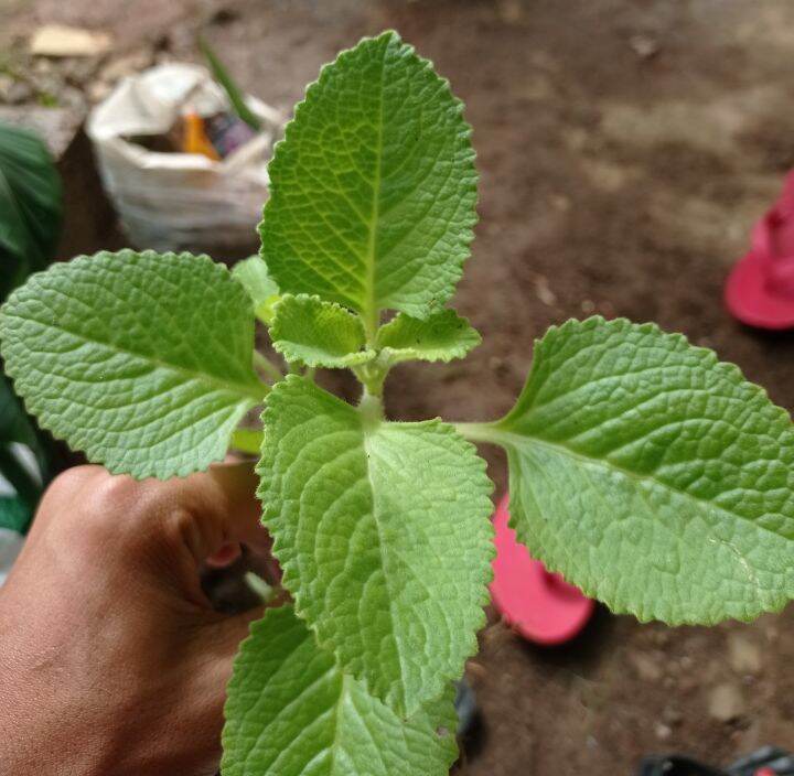 Tanaman herba jinten - tanaman obat herbal tradisional | Lazada Indonesia
