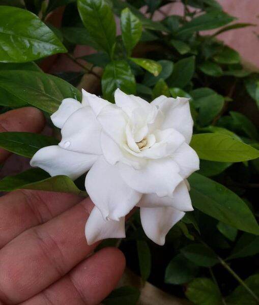 Pokok bunga wangi gardenia kampung @ bunga cina | Lazada