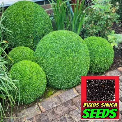 Premium-Quality "Buxus Sinica Small Seeds SNA3" 1 Gram Approximately ...