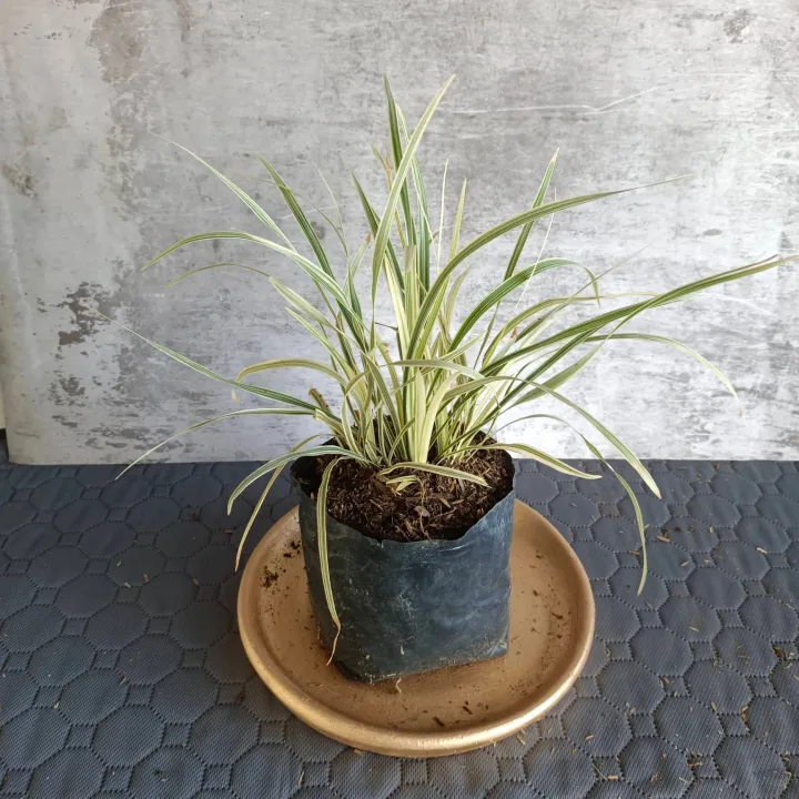 Anikanik Ph White Pugon Live Rooted Plant | Lazada PH