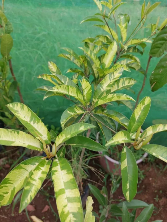 Variegated Chico (1 stock Only) with FREE plastic pot, pebbles and soil ...