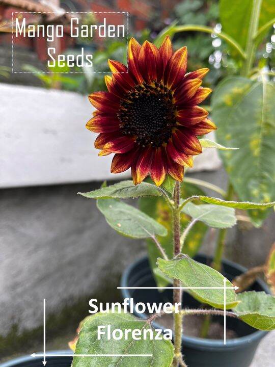 Florenza Sunflower Seeds - 15 Seed *Pot Friendly* Tanam Pasu, Benih ...