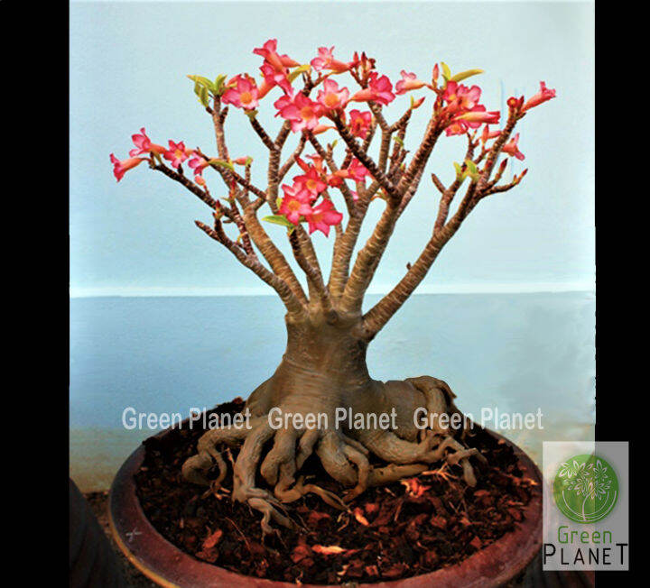 Adenium 富贵花 Arabicum Black Giant (5/10 Seeds-Benih-种子). Thailand Origin ...