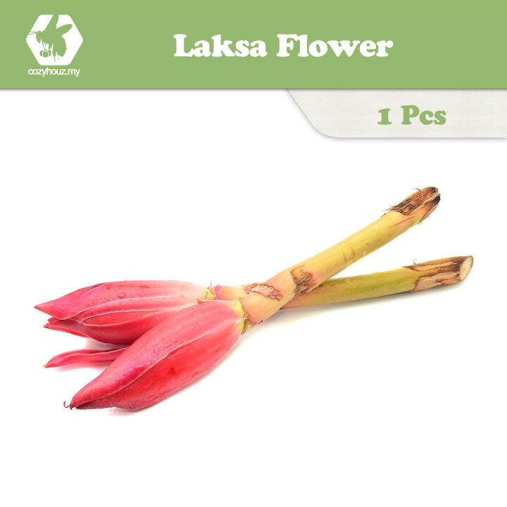 [BTW & PNG AREA ONLY] LAKSA FLOWER / BUNGA KANTAN 1PCS | Lazada