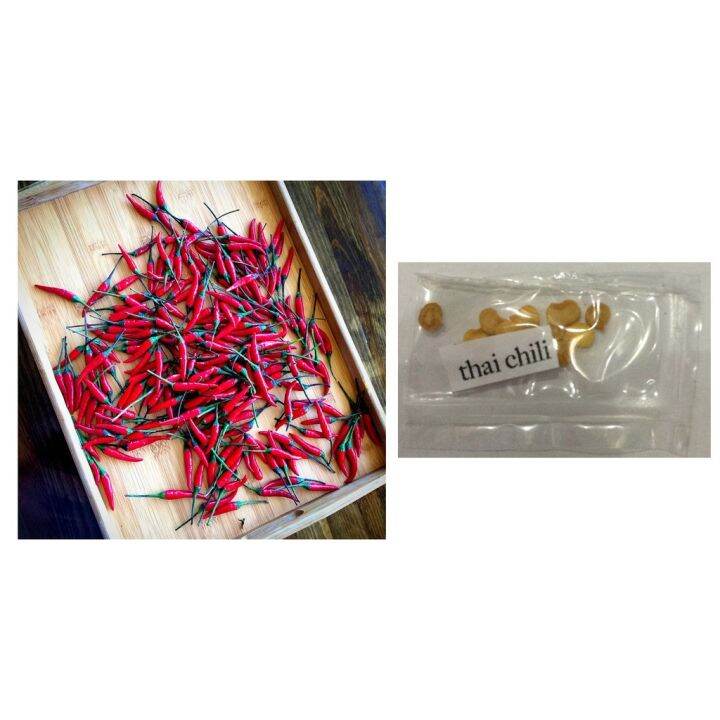 Sili labuyo bird's eye chili seeds | Lazada PH