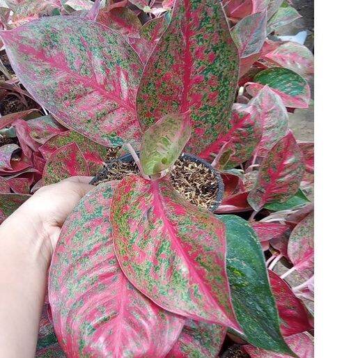 AGLAONEMA RED STARDUST ....seeds | Lazada PH