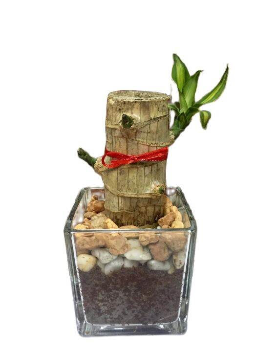 Fortune cut in glass vase | Lazada PH