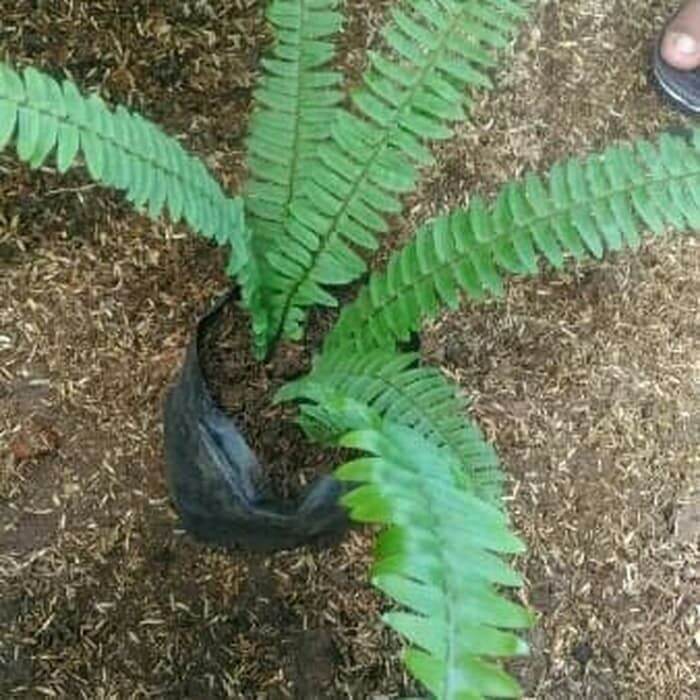 tanaman paku pakis kelabang 5 pohon hiasan taman | Lazada Indonesia