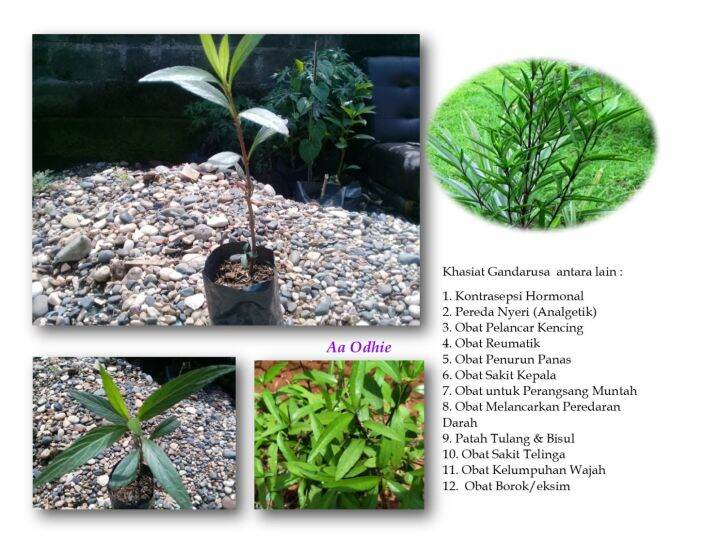Tanaman Gandarusa Justicia Gendarussa Hias Herbal | Lazada Indonesia