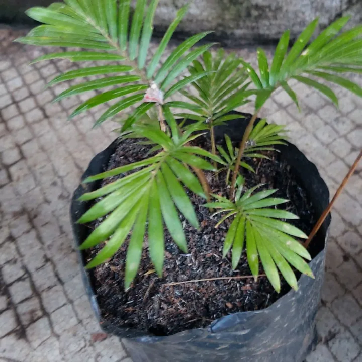 dwarf palmera | Lazada PH