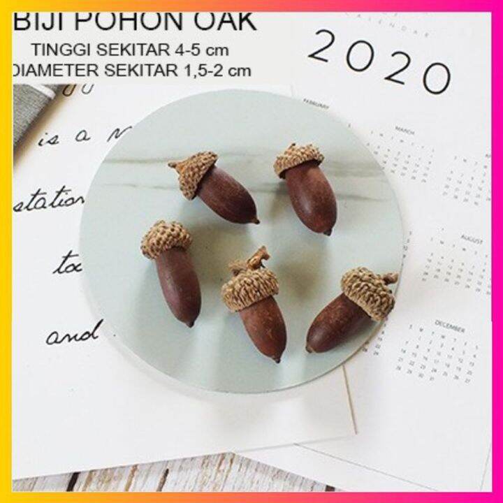 Littleponny Buah Oak Biji Oak NATURAL Acorns Acorn Properti Foto ...