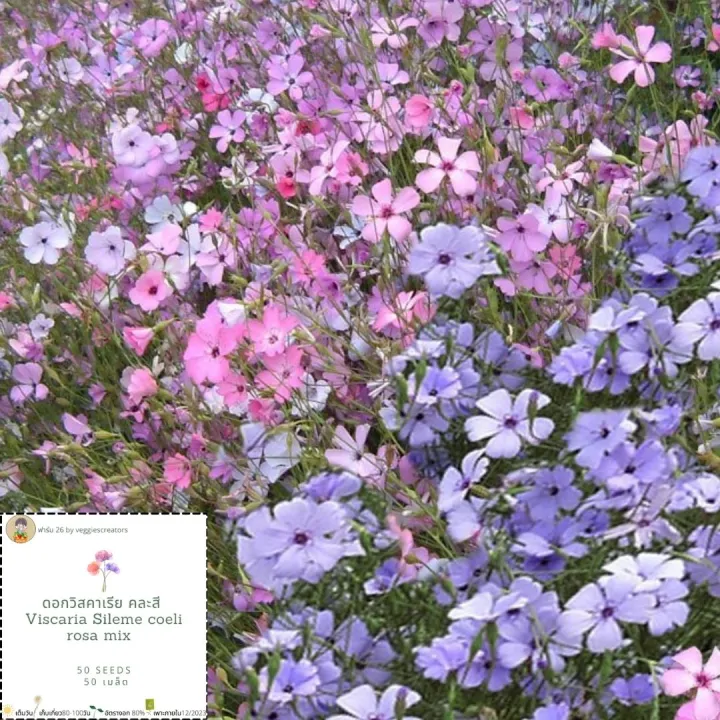 เมล็ดพันธุ์ดอกวิสคาเรีย คละสี Viscaria Silene coeli rosa mix แท้ ...