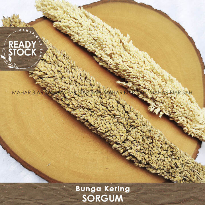 RS Sorgum / Cantel JUMBO / Dried Sorgum / Bunga Sorgom / Dried Flower ...