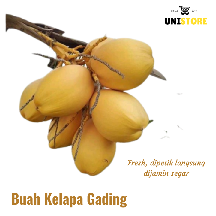 Buah Kelapa Gading Muda Segar 1kg ( Belum Dikupas) | Lazada Indonesia