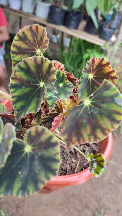 Begonia Cleopatra with FREE plastic pot, pebbles and soil. Real Plants ...