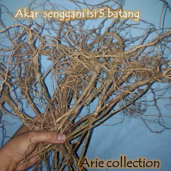akar kayu senggani aquascape aquarium isi 5 batang | Lazada Indonesia