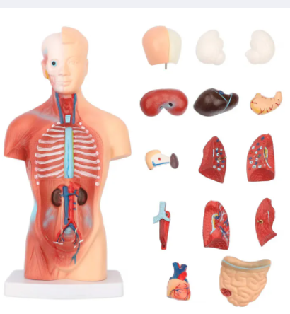 28cm 15pcs Human Body Model Torso Anatomy Doll 15 Removable Parts ...