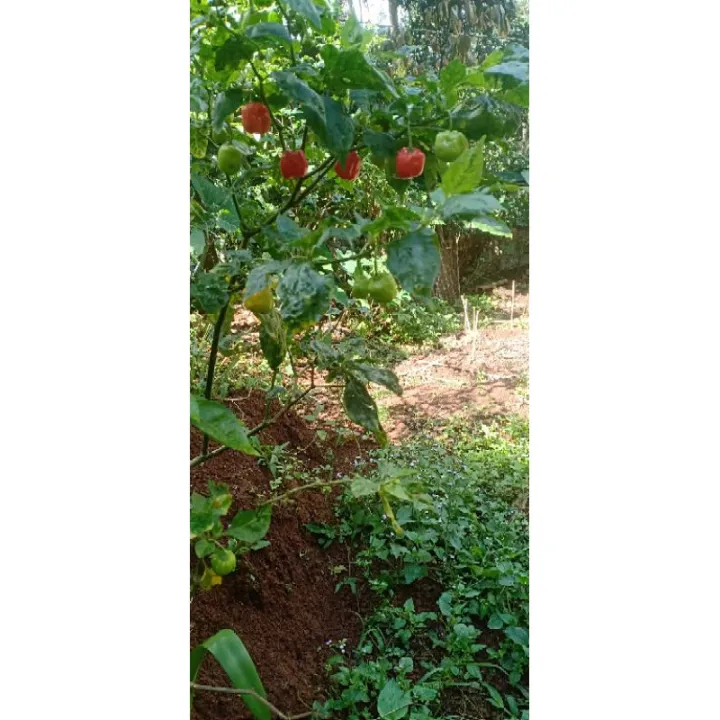 Bibit Cabe katokkon , khas toraja | Lazada Indonesia