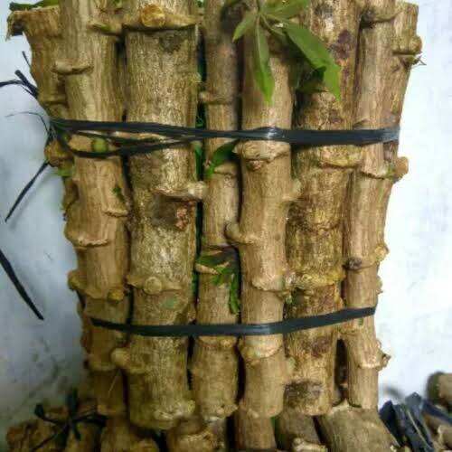 bibit singkong ketan benih ketela pohon isi 3 batang pohon 4-5 mata ...