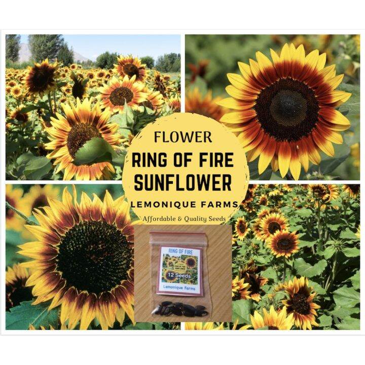 beibei/ Imported Ring of Fire sunflower seeds | Lazada PH