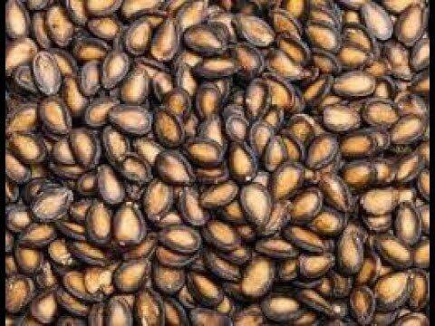 Roasted Watermelon Seeds / Buto ng Pakwan Snacks 100 grams | Lazada PH