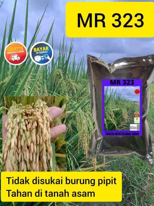 benih padi mr 323 mr323 1KG | Lazada Indonesia