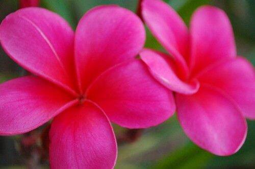 deep pink kalachuchi plumeria flower tree seeds frangipani | Lazada PH