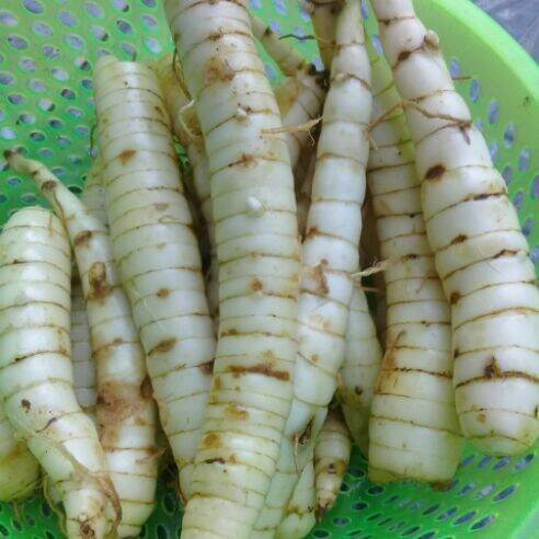 Umbi sagu atau umbi garut segar 1kg | Lazada Indonesia