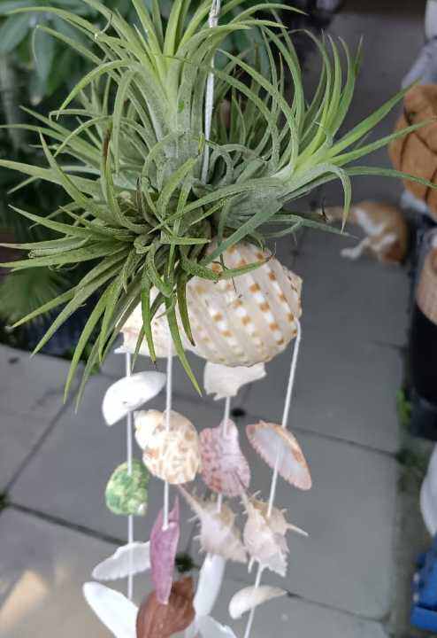 Airplant - Tillandsia Lonantha with Hanging Shell From Thailand | Lazada