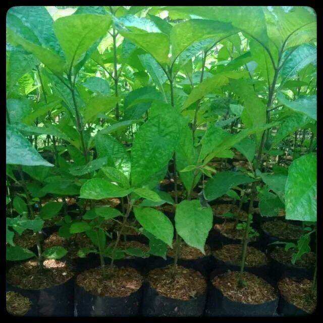 bibit tanaman herbal pecah beling-keji beling-daun pecah beling ...