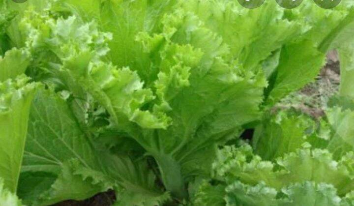 HẠT GIỐNG CẢI BẸ MÀO GÀ FGHGFH (cây giống đối chưng f1) | Lazada.vn