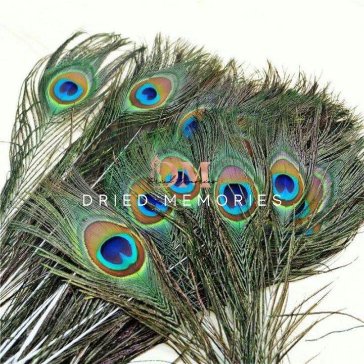 Real Peacock Feather Home Decor Dried Memories PH | Lazada PH