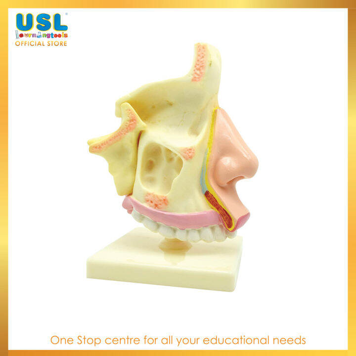 Human Nasal Cavity Model | Mathematic & Science | Teaching Tool | Lazada