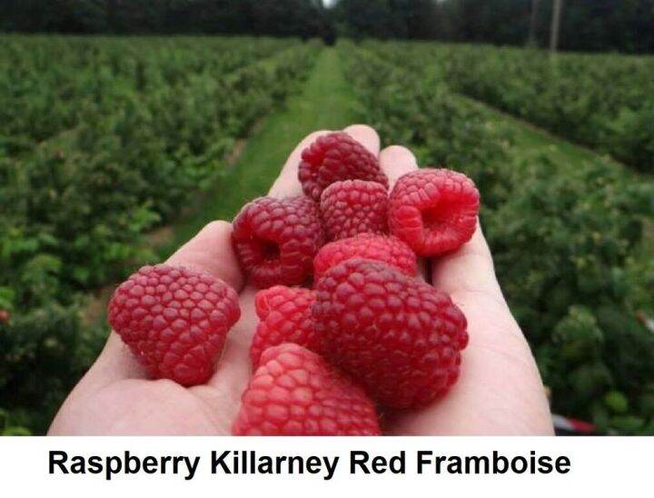Seed Raspberry Killarney Framboise Fruit Juice Rubus Idaeus EXTREME ...