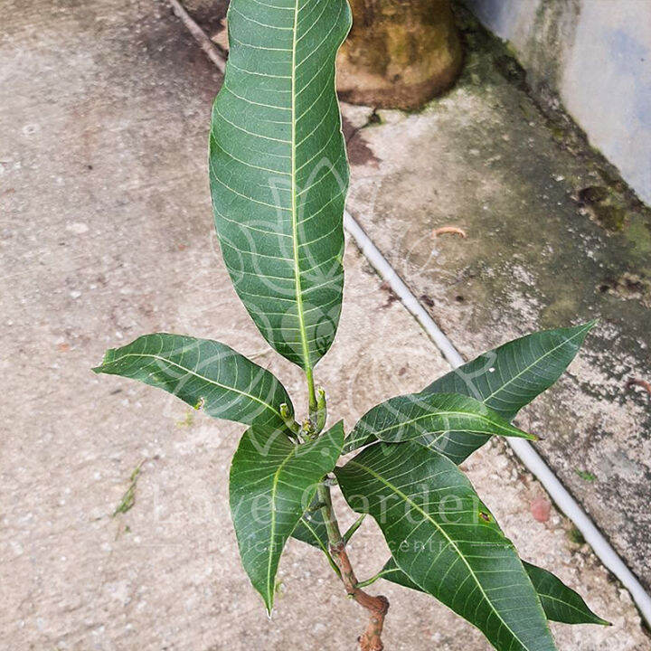 LOVE GARDEN - Anak Pokok Mangga Chokanan | Chokanan Mango Hybrid 3ft ...