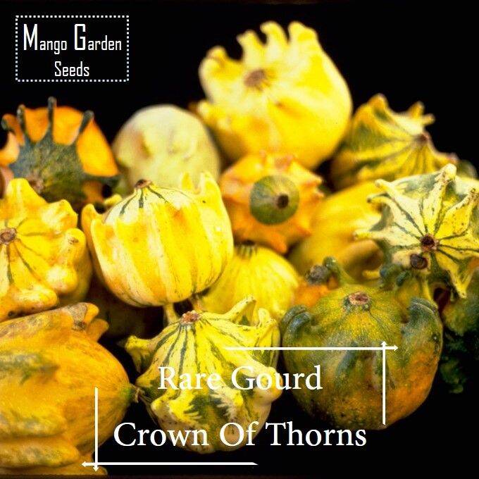 *Super Rare* Crown Of Thorns Gourd Seeds - 5 Seed *Pot Friendly ...