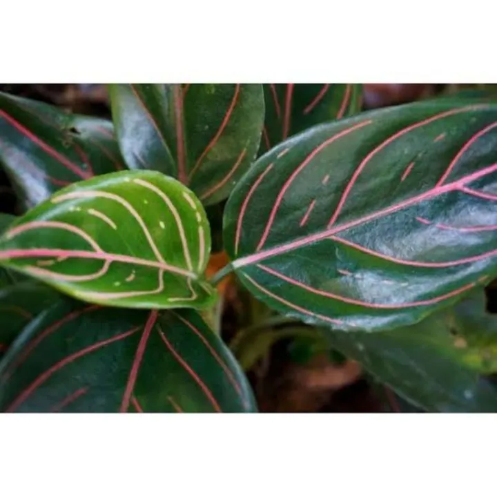 Aglaonema Rotundum / Red tiger seeds | Lazada PH