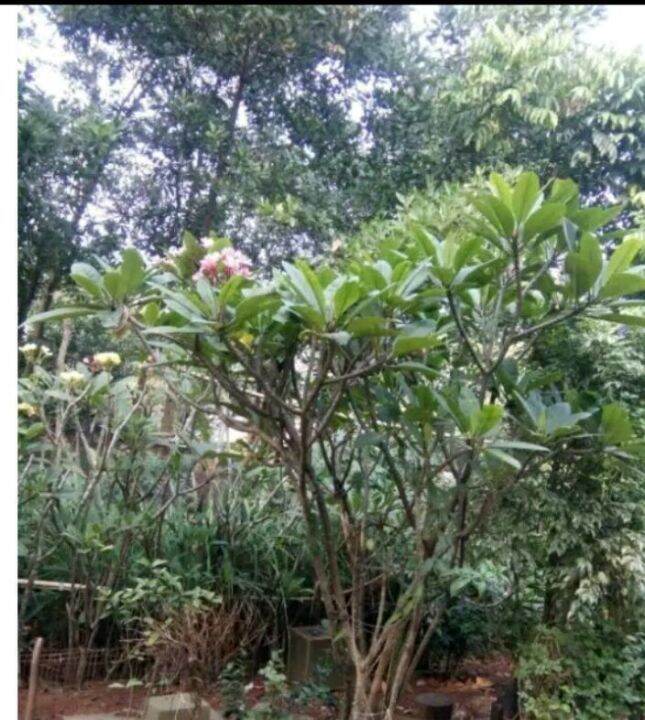 tanaman hias Kamboja Bali / stek batang | Lazada Indonesia