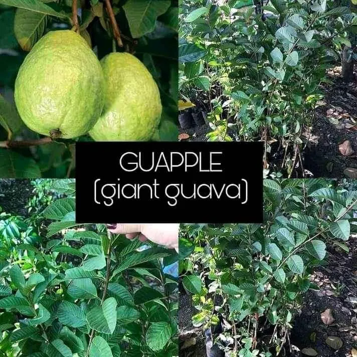 Guapple Tree (Live Plant) with FREE plastic pot, and garden soil ...