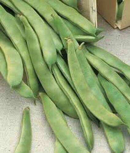 Original Italian Prolific Green Romano Flat Pole Bean Heirloom Seeds ...