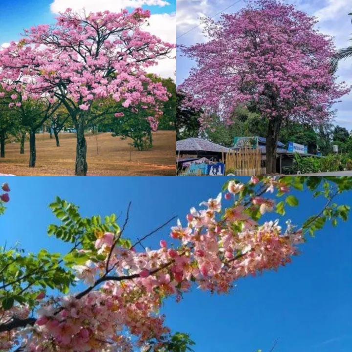 binhi pantanim 3 pcs cherry blossom palawan outdoor garden plant ...